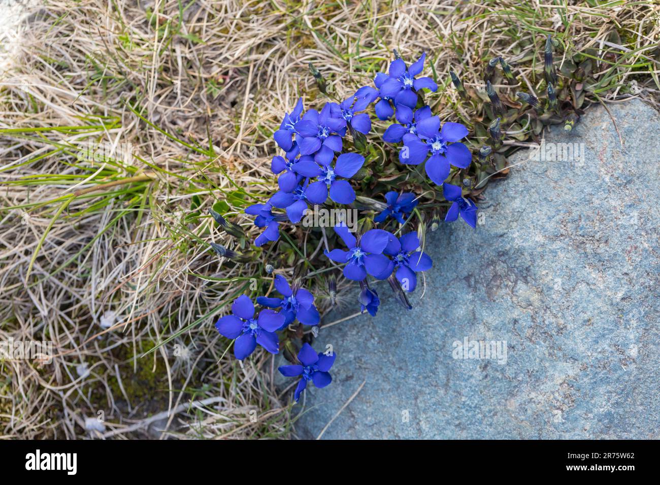 spring gentian, Gentiana verna, close-up from above Stock Photo - Alamy