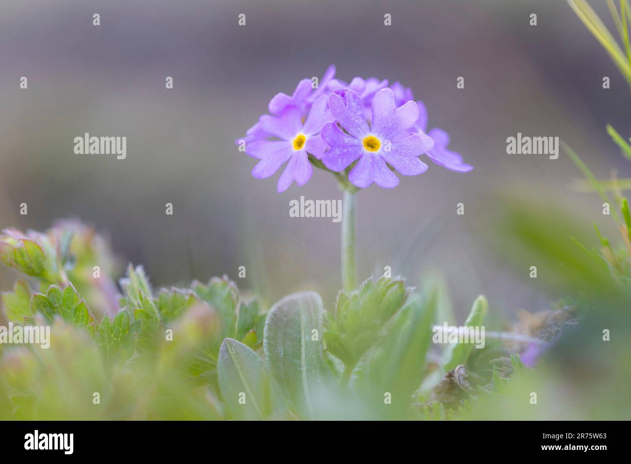 bird's-eye primrose, Primula farinosa, close up, lateral view Stock ...