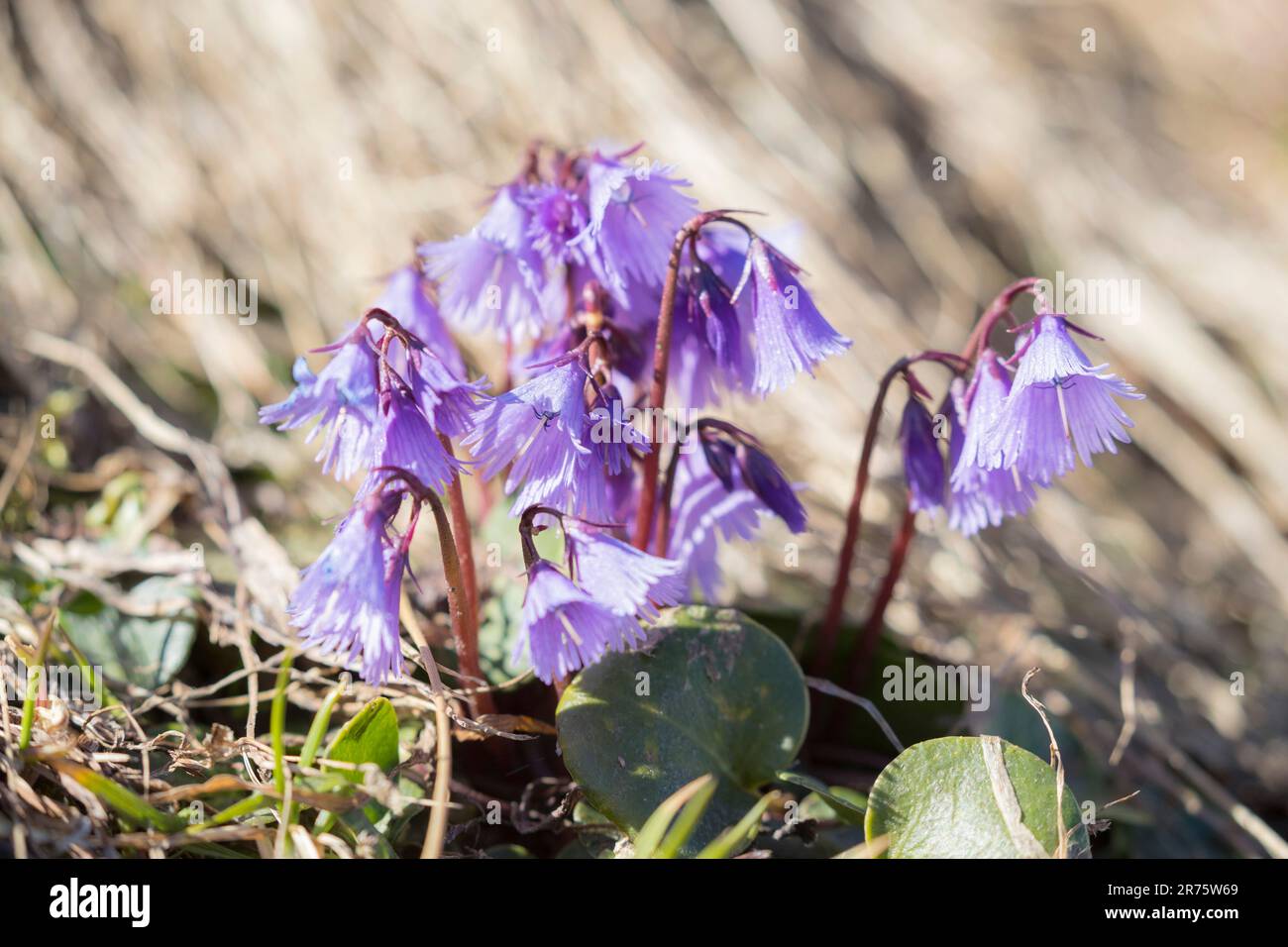 Alpine snowbell soldanella alpina hi-res stock photography and images ...