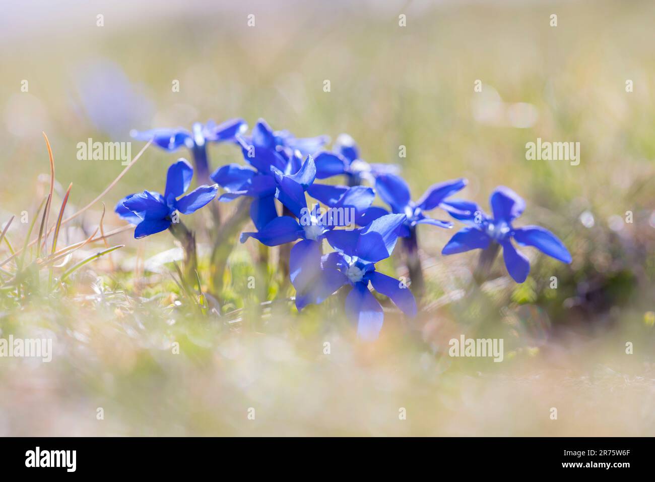 spring gentian, Gentiana verna, close up in back light Stock Photo - Alamy