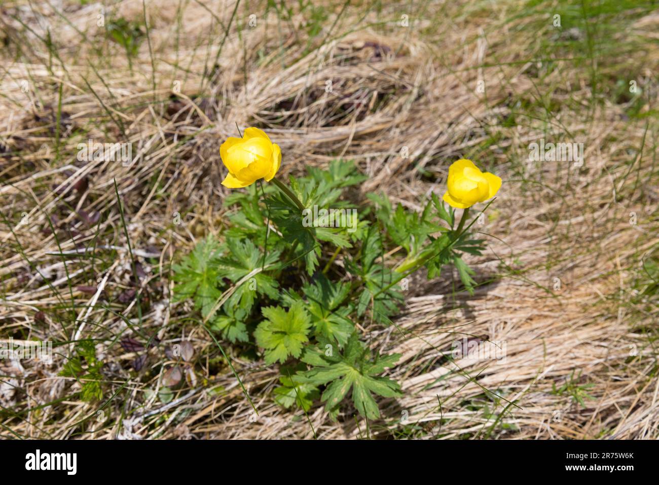globeflower, Trollius europaeus Stock Photo - Alamy