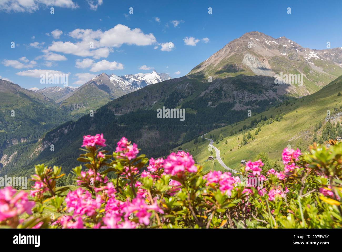 Rusty-leaved alpine rose, alpine bush, Rhododendron ferrugineum ...
