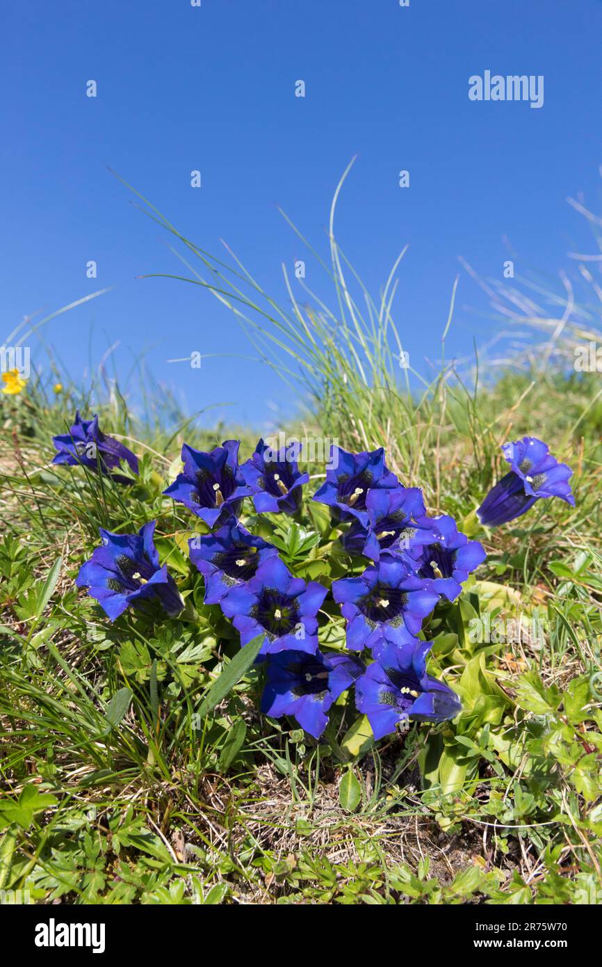 Alps austria gentian hi-res stock photography and images - Alamy