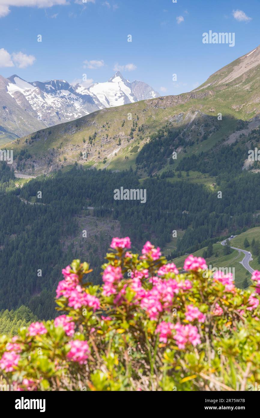 Rusty-leaved alpine rose, alpine bush, Rhododendron ferrugineum Stock ...