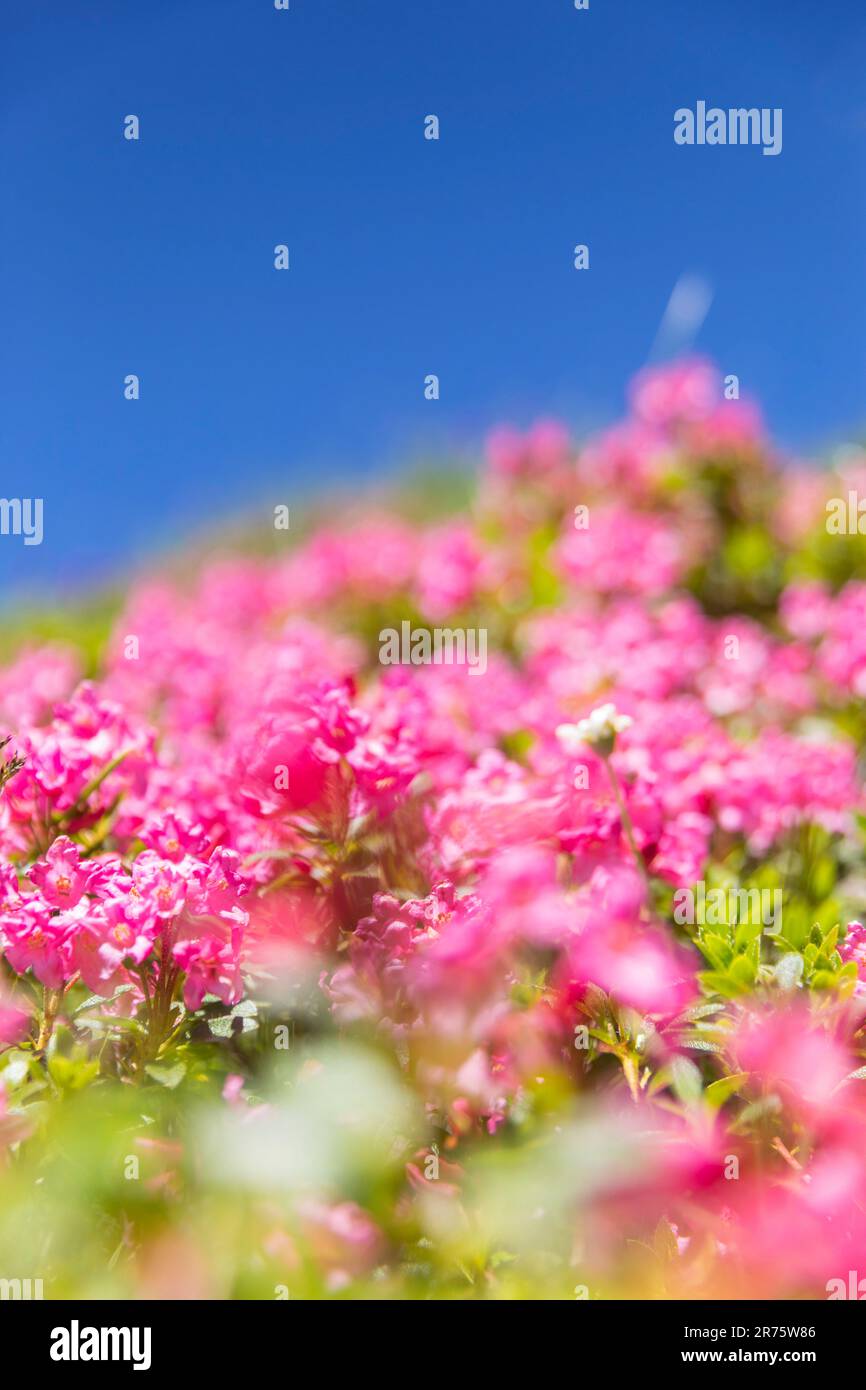 Rusty-leaved alpine rose, alpine bush, rhododendron ferrugineum in ...