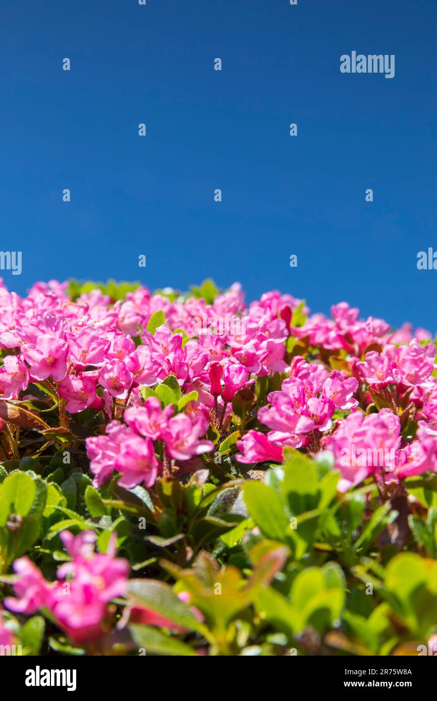Rusty-leaved alpine rose, alpine bush, rhododendron ferrugineum ...