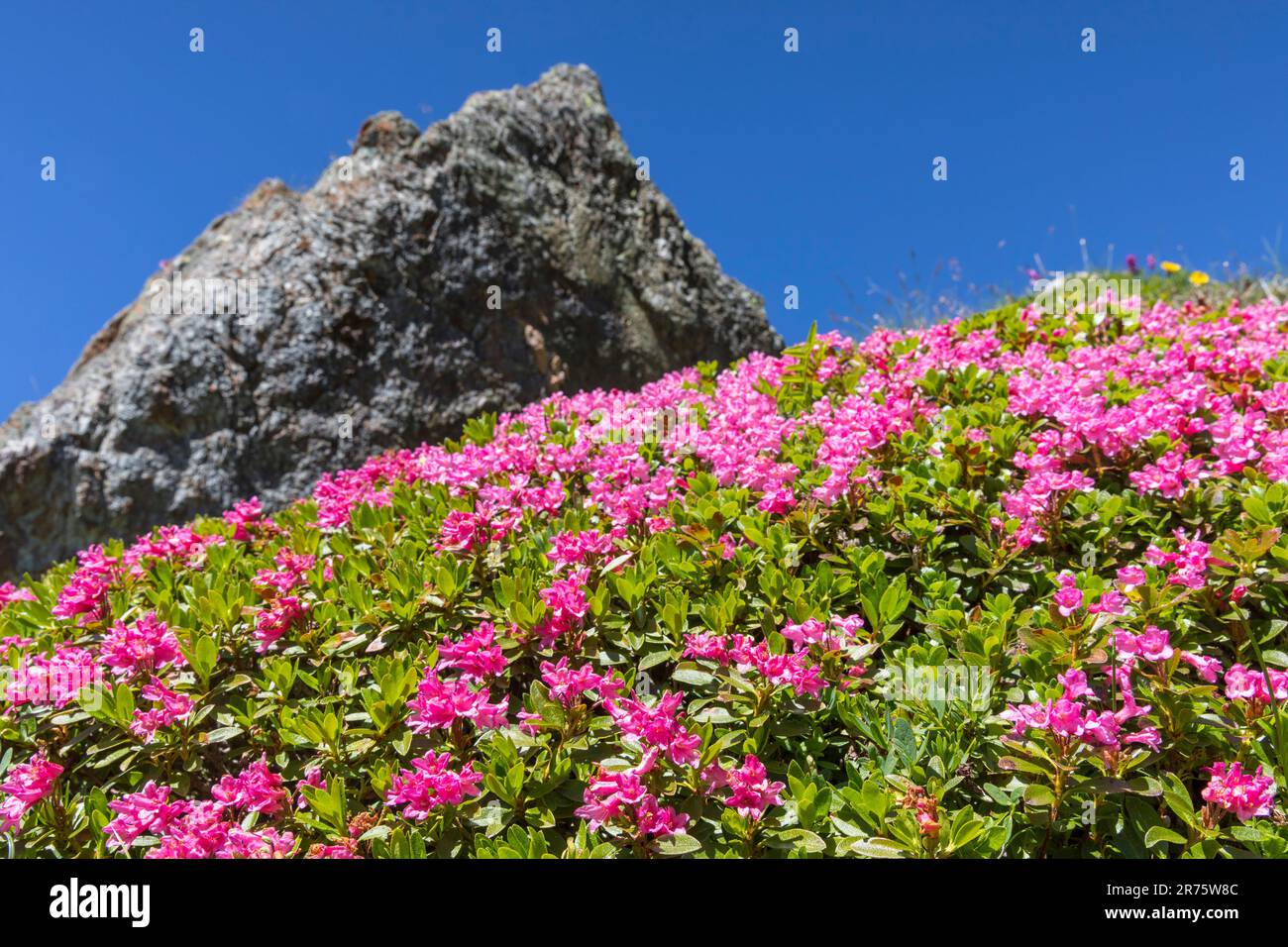 Rusty-leaved alpine rose, alpine bush, rhododendron ferrugineum ...