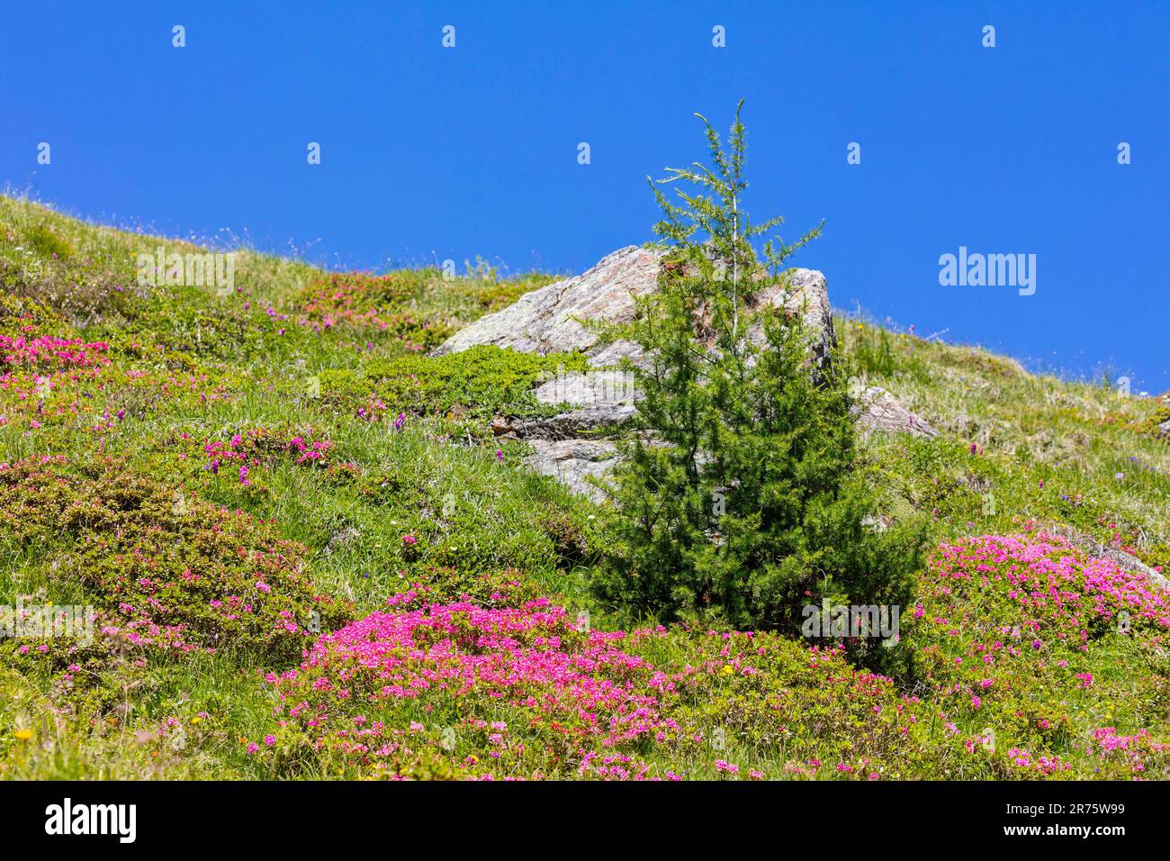 Rusty-leaved alpine rose, alpine bush, Rhododendron ferrugineum ...