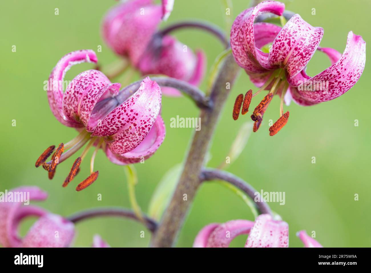 Turk's cap lily, wild lily, Lilium martagon, flower, close-up stand ...