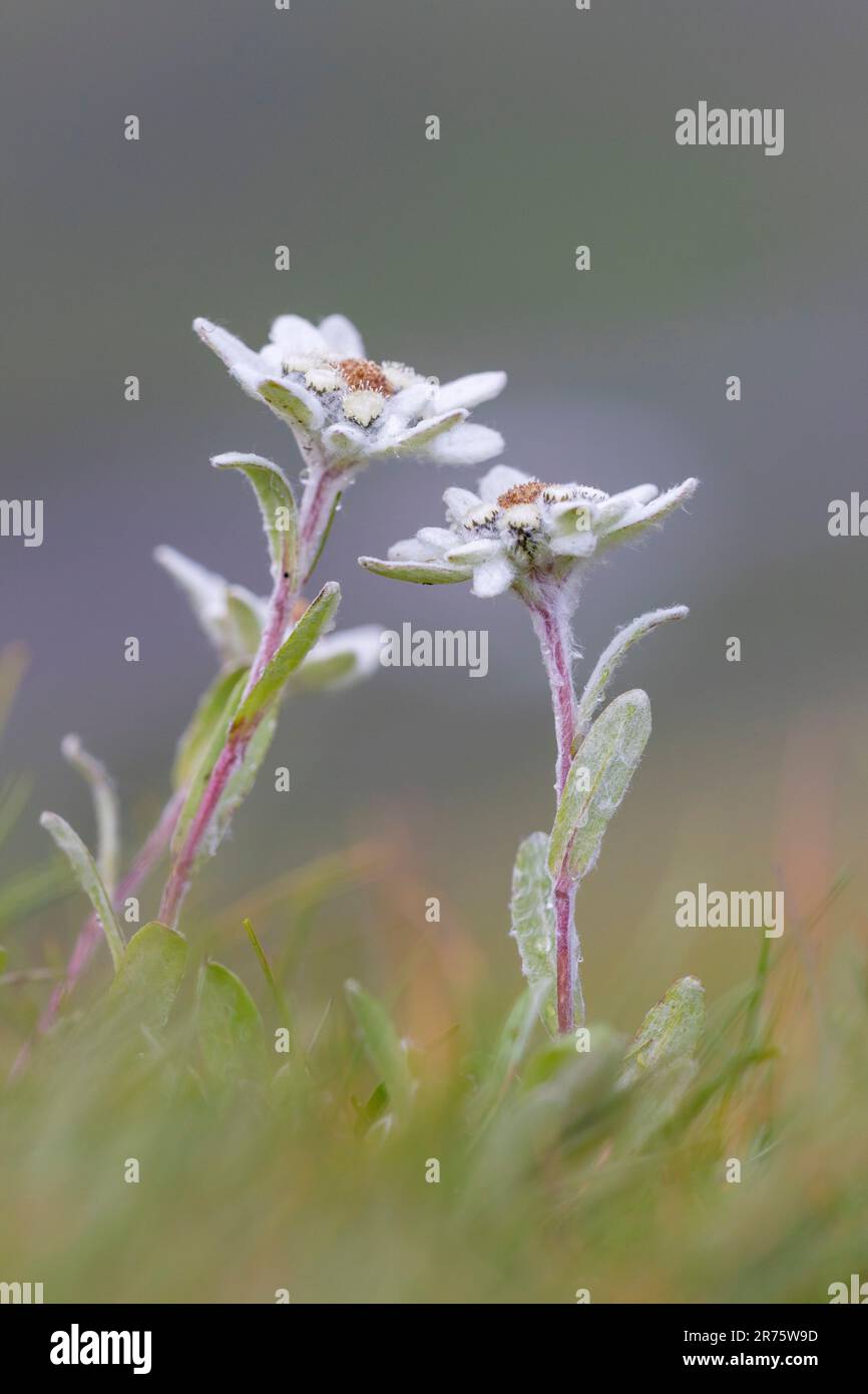 Edelweiss, alpine edelweiss, Leontopodium nivale, close up, plant, side ...