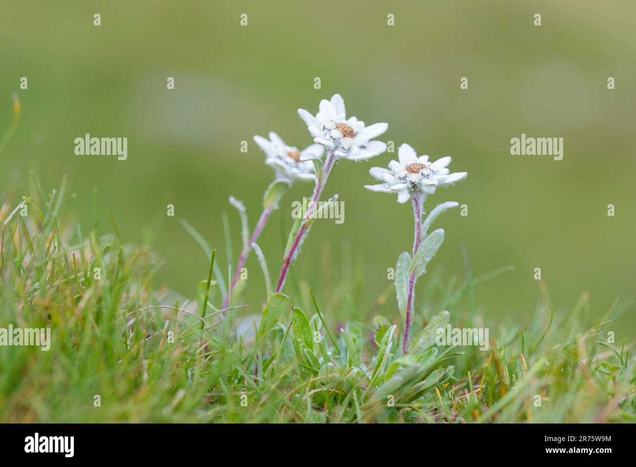 Edelweiss, alpine edelweiss, Leontopodium nivale, close up, plant, side ...