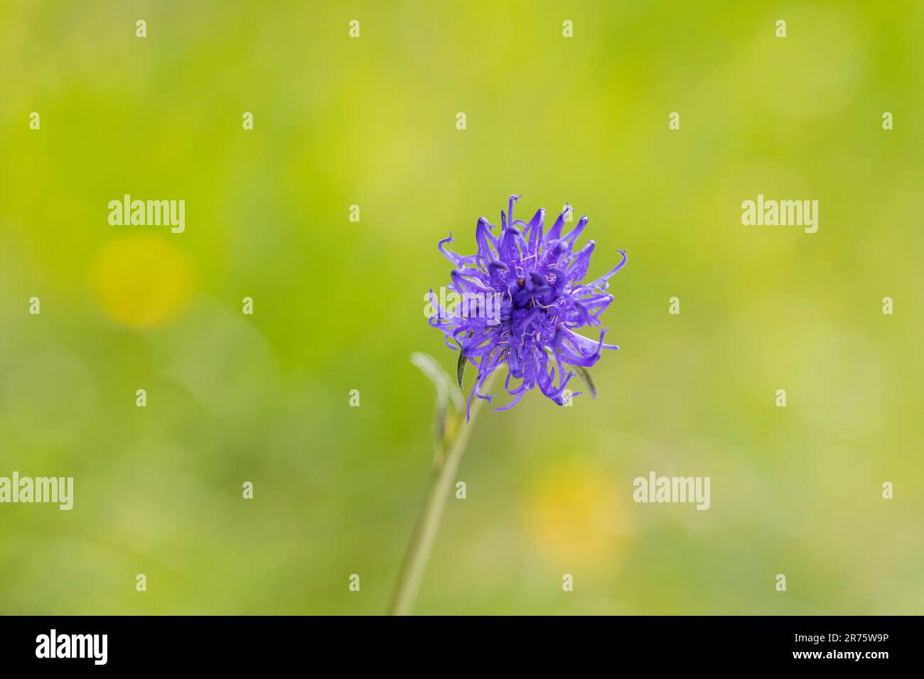 round-headed rampion, Phyteuma orbiculare, close-up, lateral view Stock ...