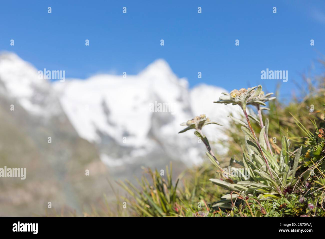 Edelweiss, Alpine edelweiss, Leontopodium nivale, wide angle in front ...