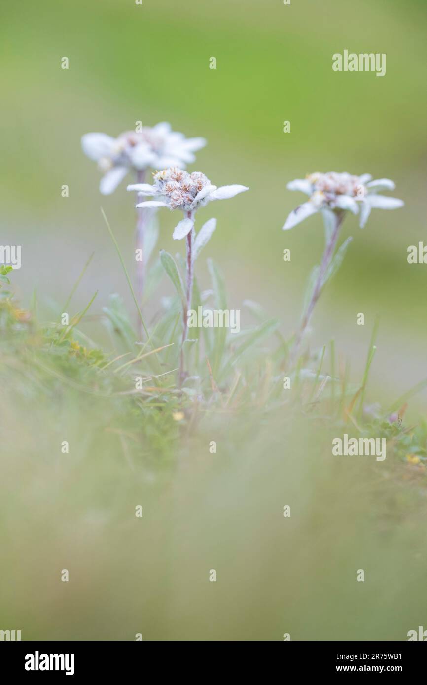 Edelweiss, alpine edelweiss, Leontopodium nivale, close up, plant, side ...
