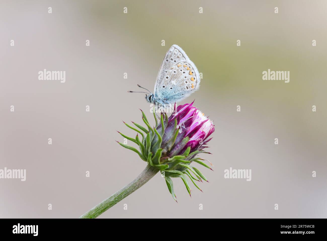 Blue butterfly, Polyommatus icarus on thistle, close-up, lateral view ...