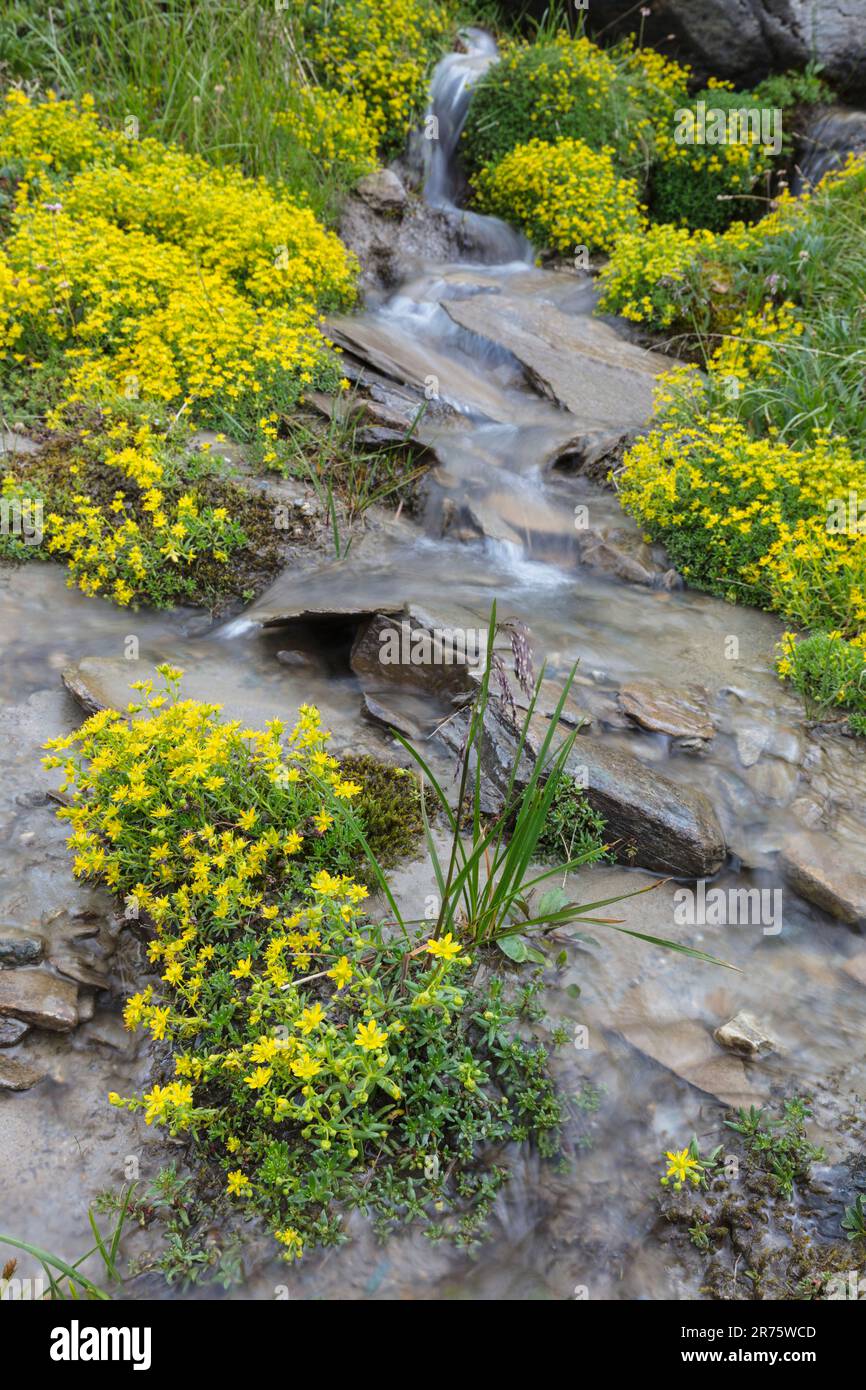 Yellow mountain saxifrage, Saxifraga aizoides with stream, long ...