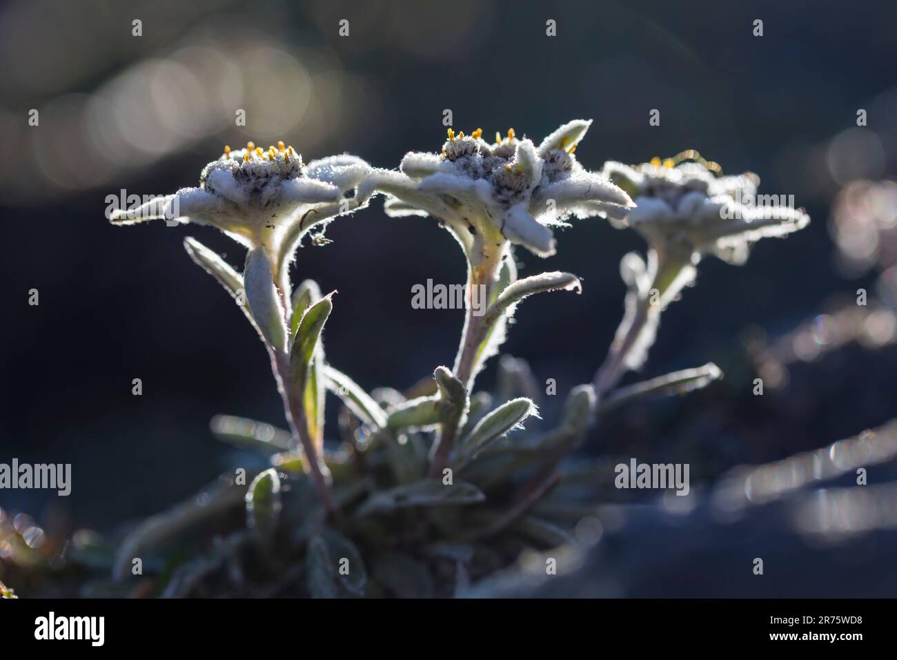 Alpine edelweiss, Leontopodium nivale, edelweiss, three flowers ...