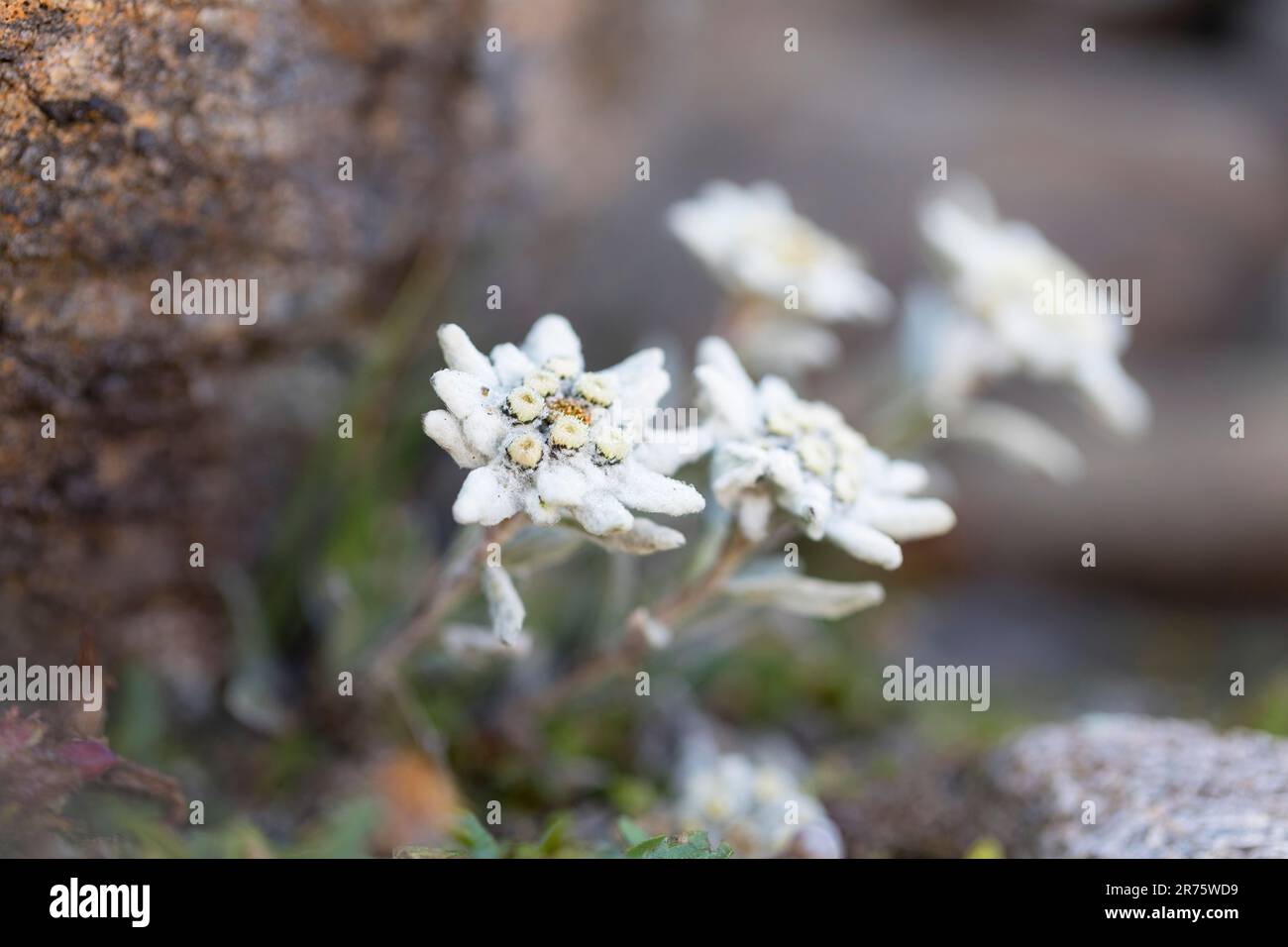 Alpine edelweiss, Leontopodium nivale, edelweiss, closeup Stock Photo ...