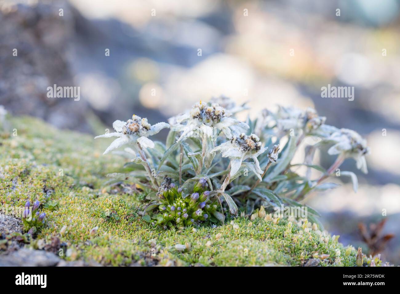 Edelweiss, alpine edelweiss, Leontopodium nivale, closeup Stock Photo ...