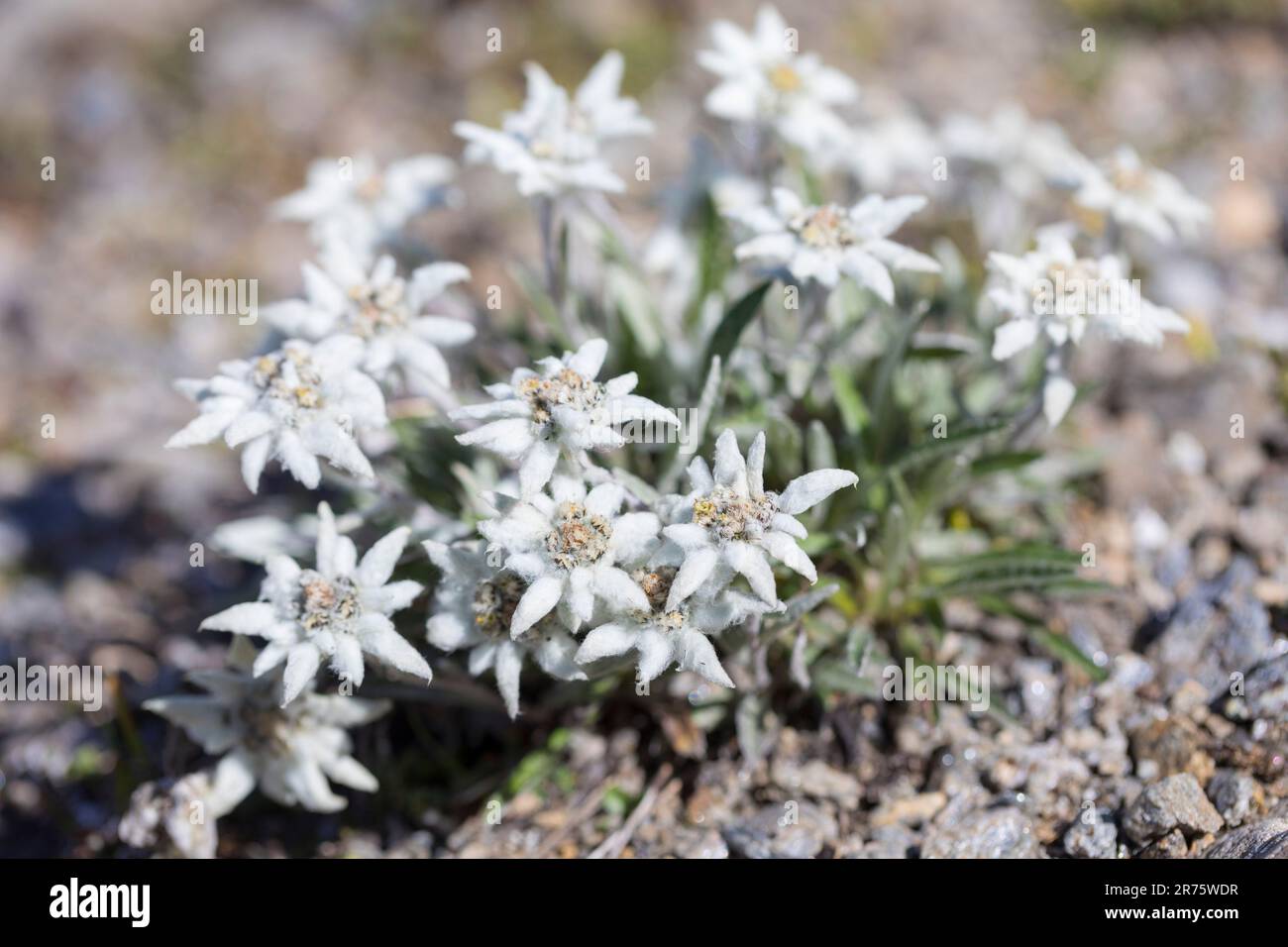 Alpine edelweiss, Leontopodium nivale, edelweiss, closeup Stock Photo ...