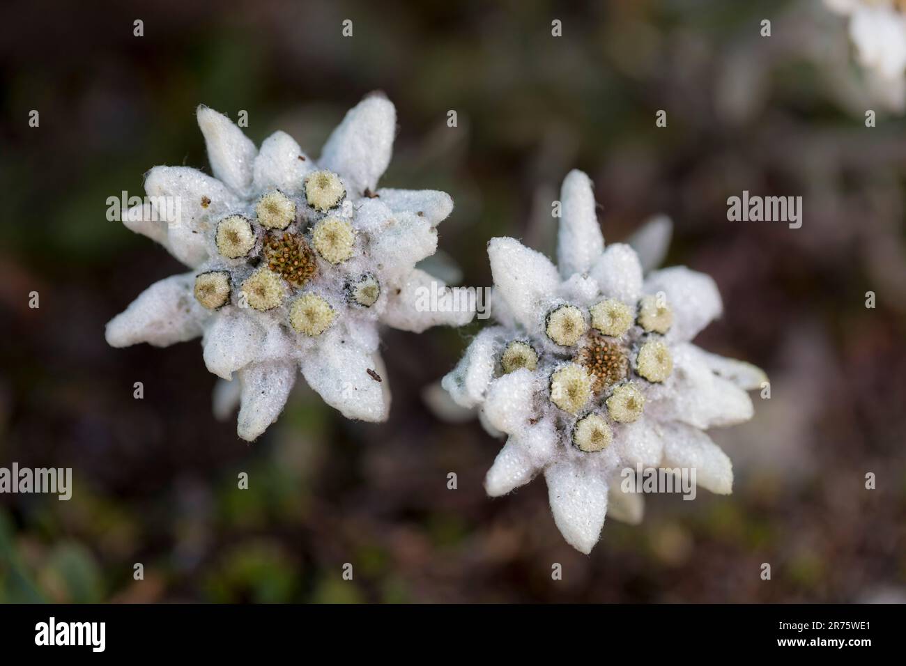 Edelweiss, alpine edelweiss, Leontopodium nivale, two flowers ...
