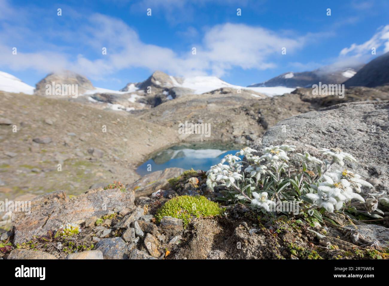 Edelweiss, alpine edelweiss, Leontopodium nivale, wide angle, mountain ...