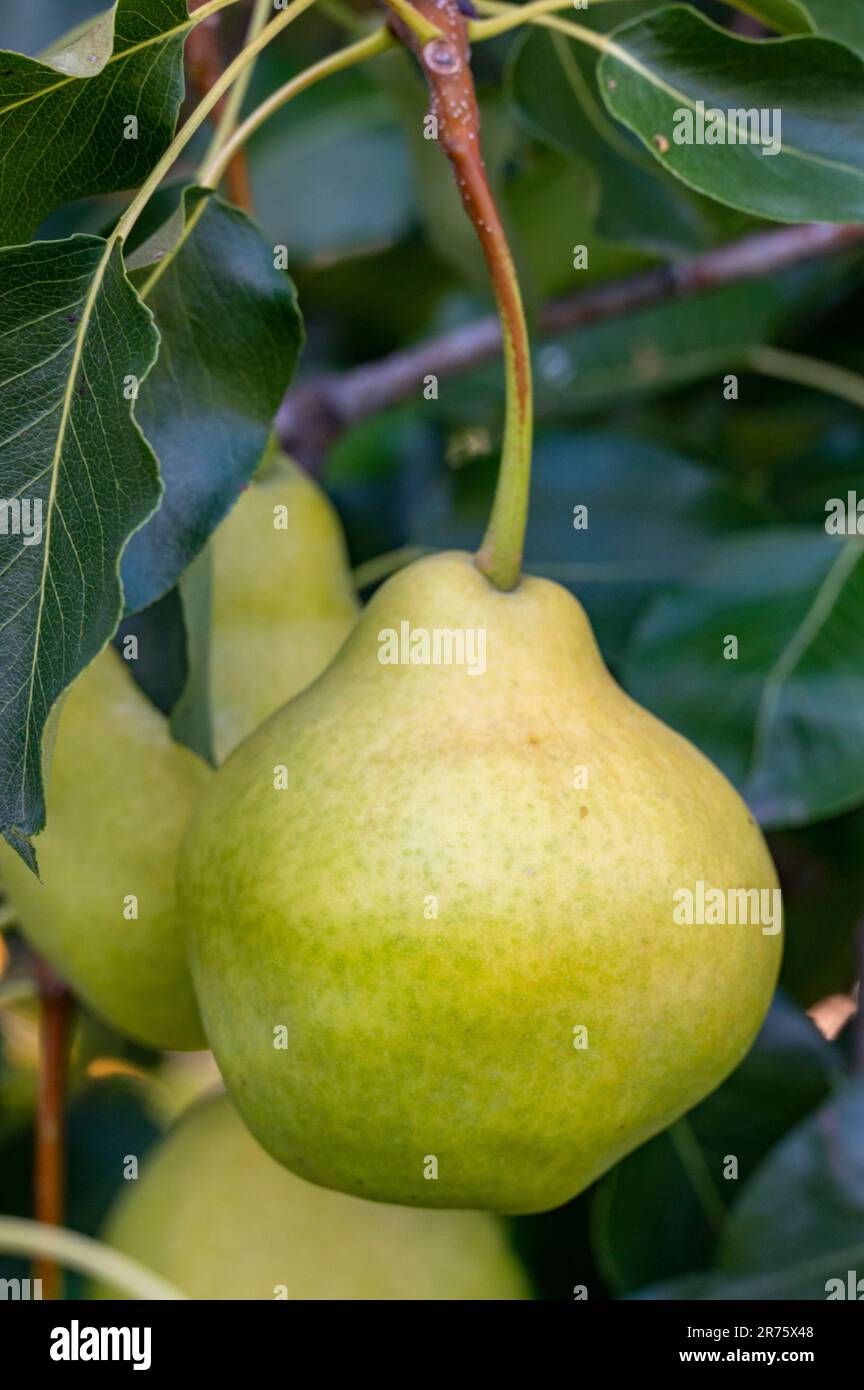 Pala pears hi-res stock photography and images - Alamy