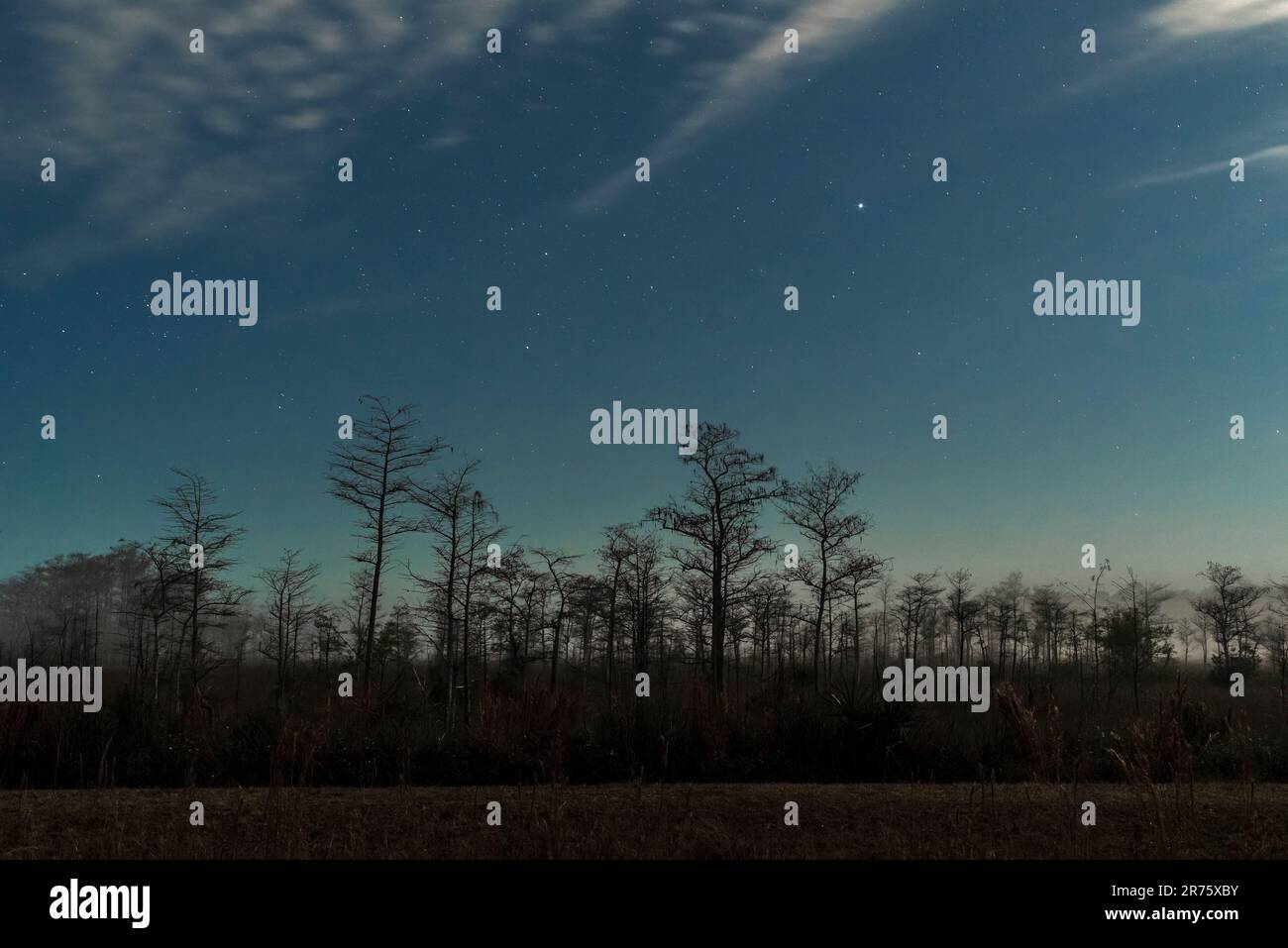 The Everglades by night, Florida, USA Stock Photo - Alamy