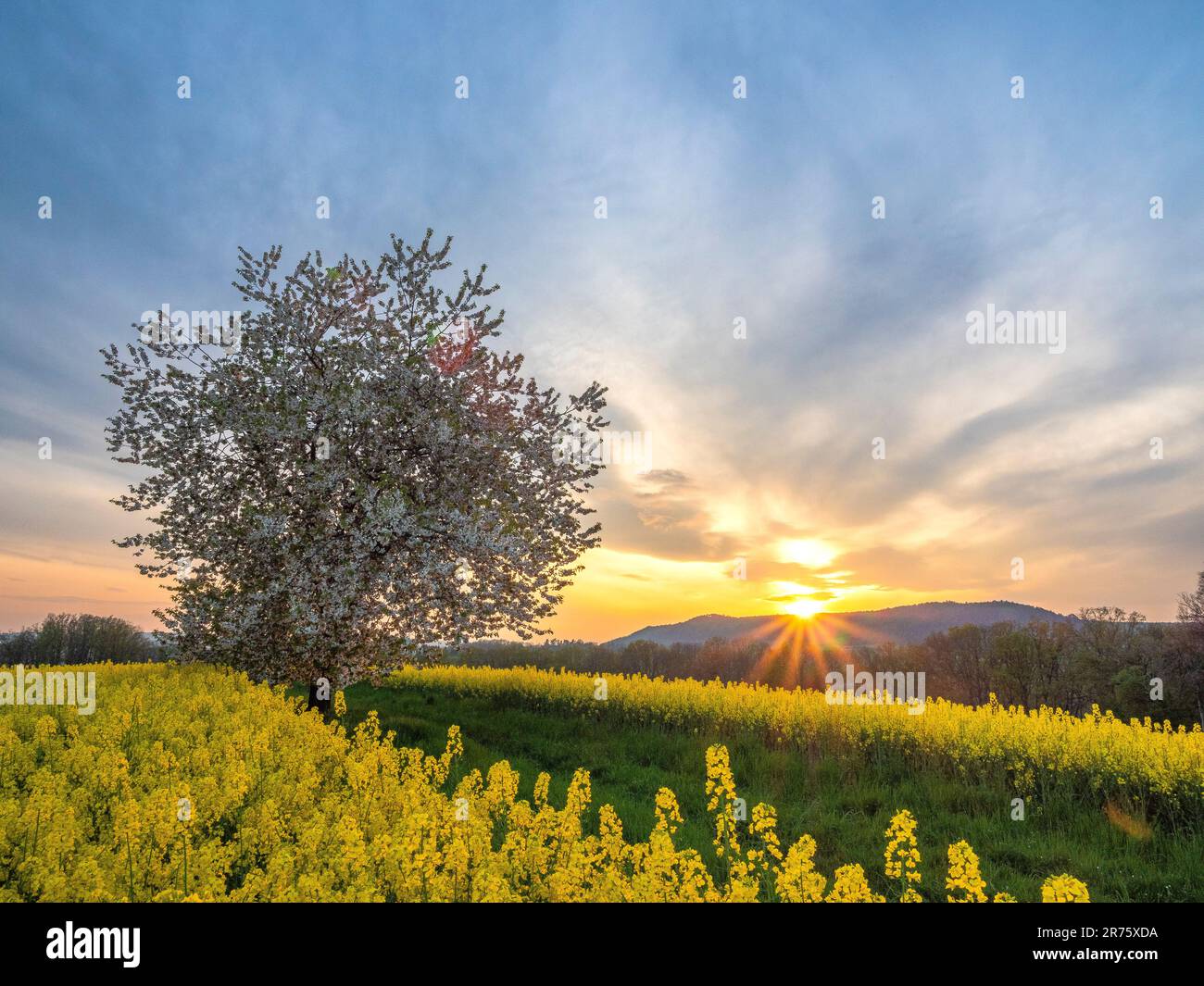 Cherry tree at sunset in canola field Stock Photo - Alamy