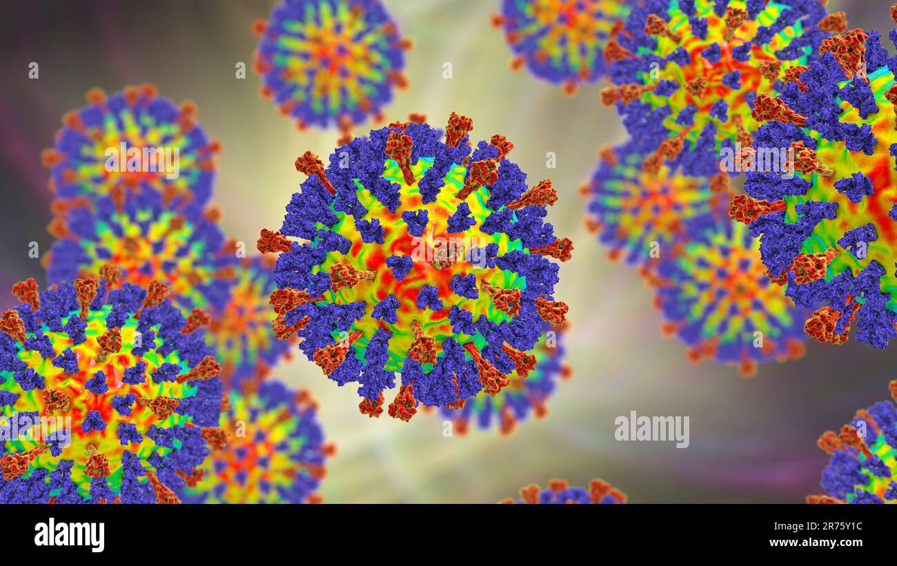 Measles virus particle, computer illustration. This virus, from the ...