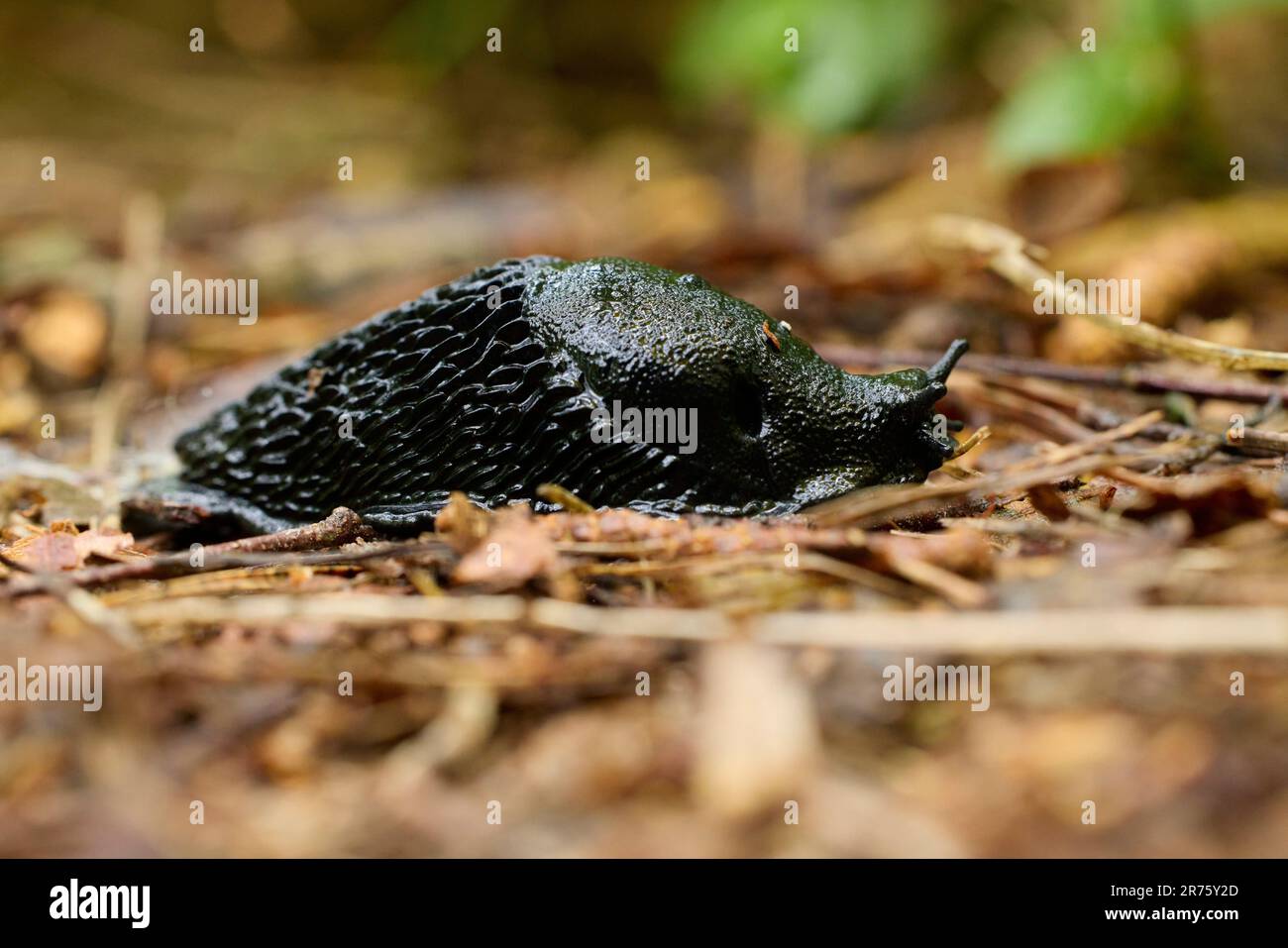 Native slug hi-res stock photography and images - Alamy