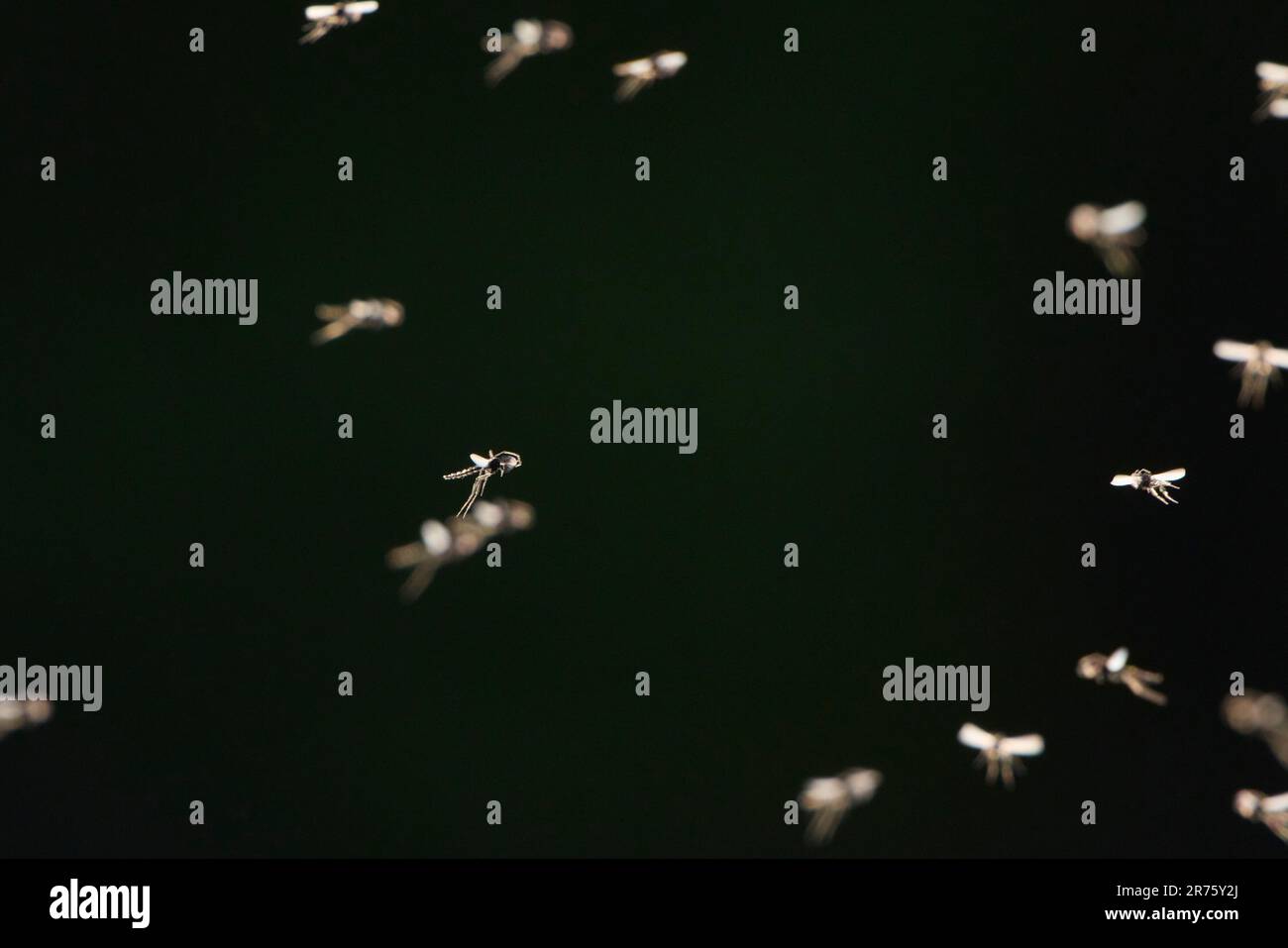 Biting midges hi-res stock photography and images - Alamy