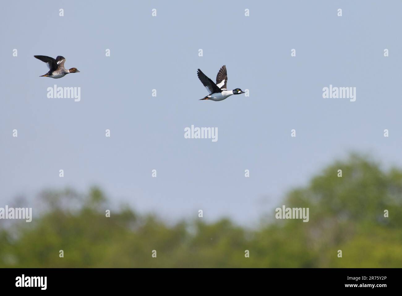 Common Goldeneye, Bucephala clangula, in flight Stock Photo - Alamy