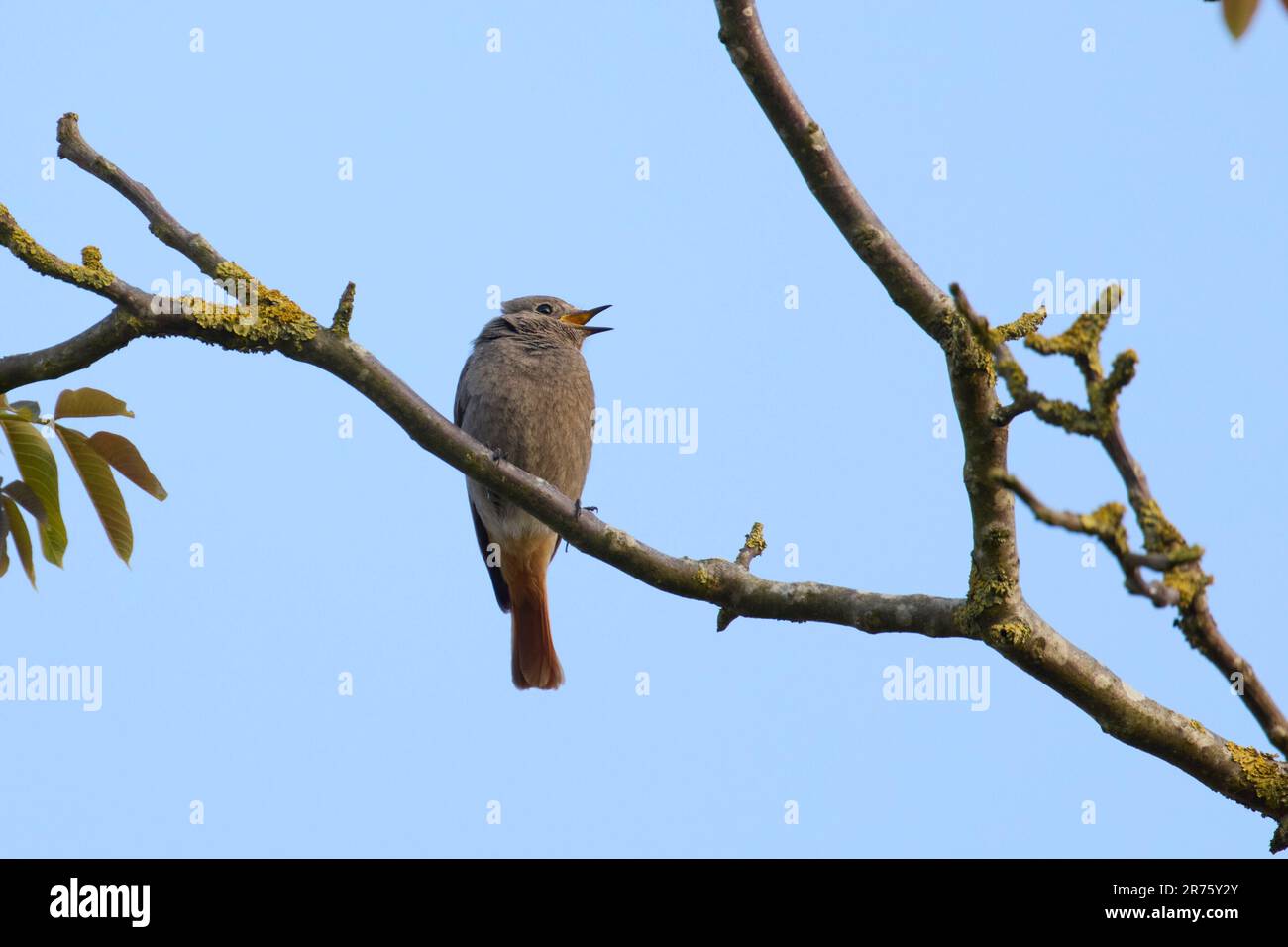 Black Redstart, Phoenicurus ochurus Stock Photo - Alamy