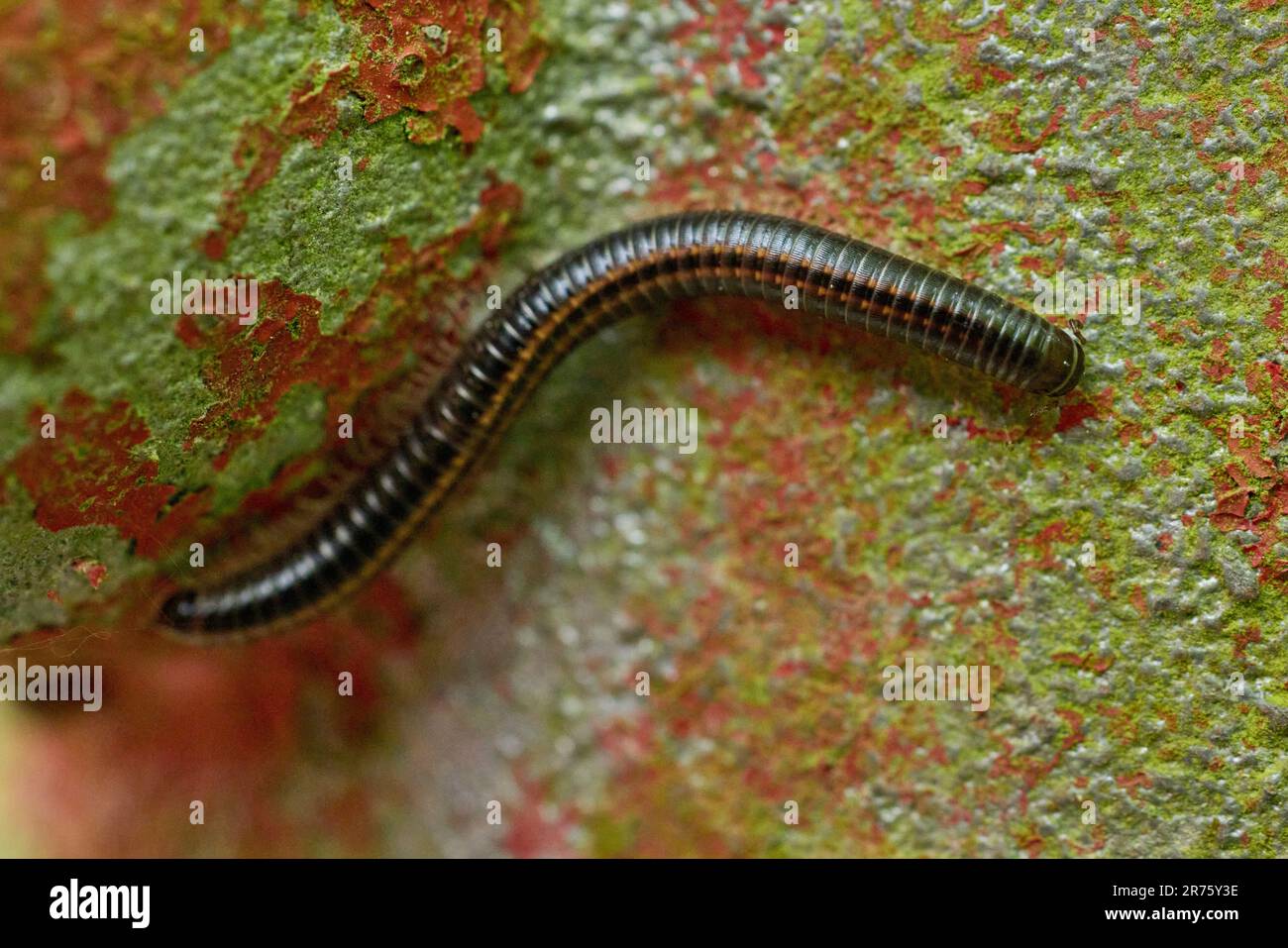 Centipedes and millipedes hi-res stock photography and images - Alamy