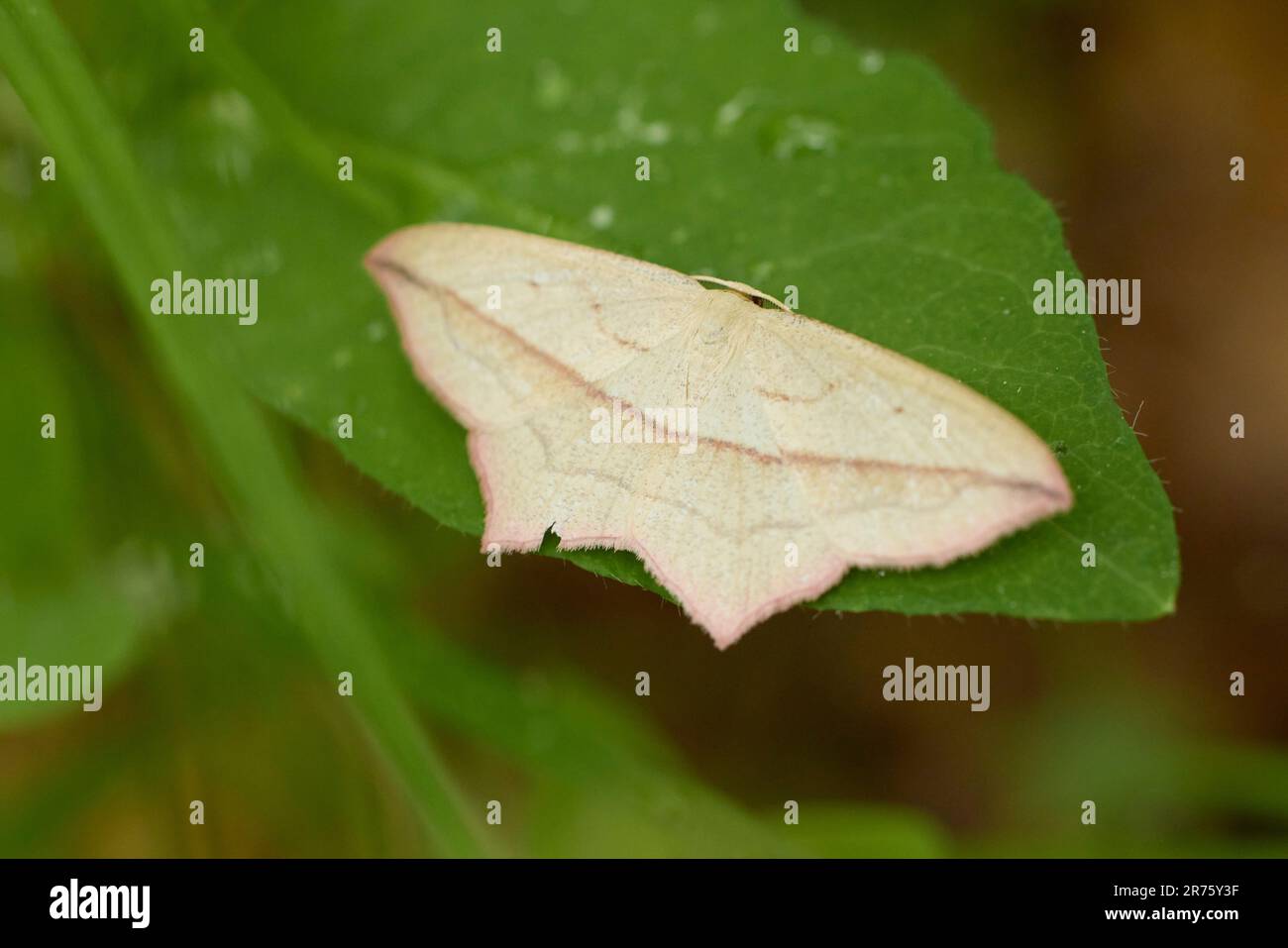 moth, blood-vein, Timandra comae Stock Photo - Alamy