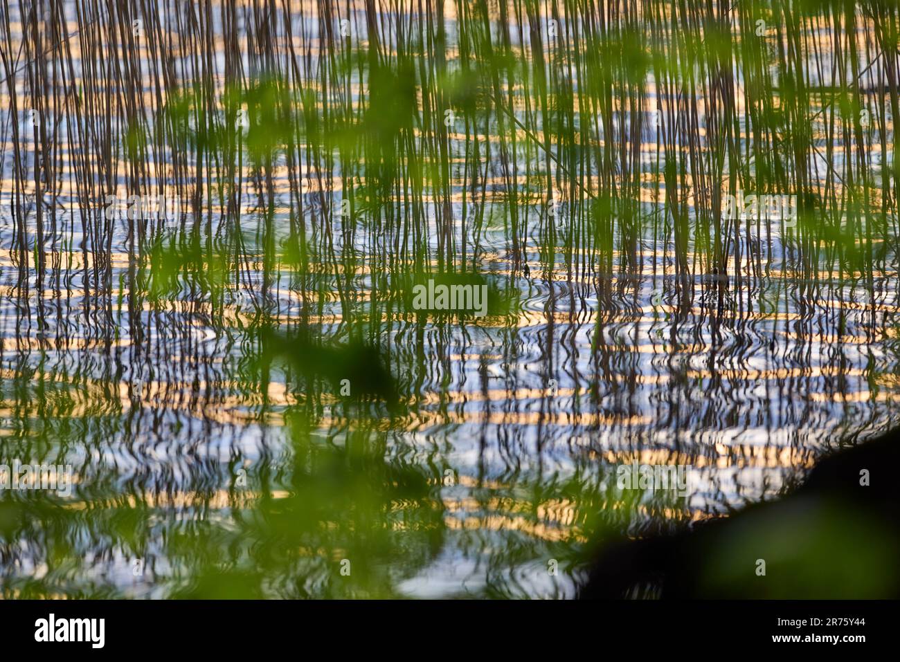 Inland water reed hi-res stock photography and images - Alamy