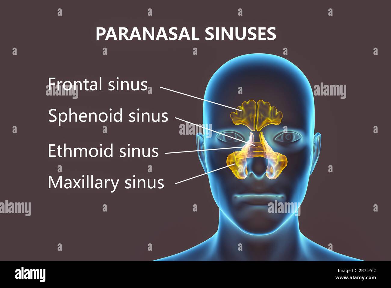 Human paranasal sinuses, computer illustration. The sinuses are ...