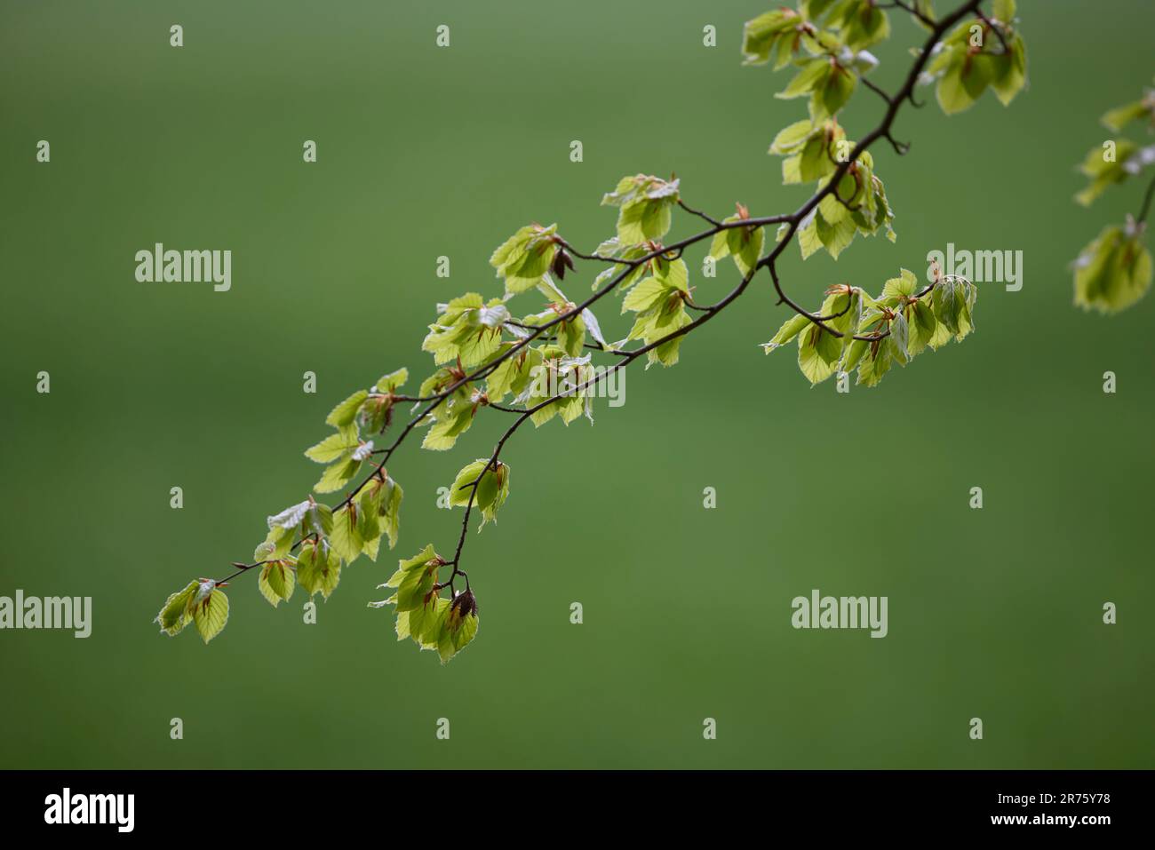 Tree, Beech, Leaves, spring Stock Photo - Alamy
