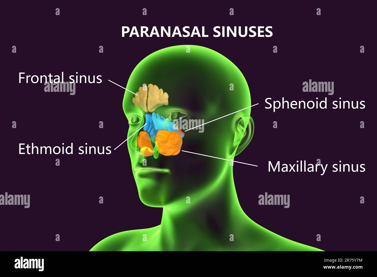 Human paranasal sinuses, computer illustration. The sinuses are ...