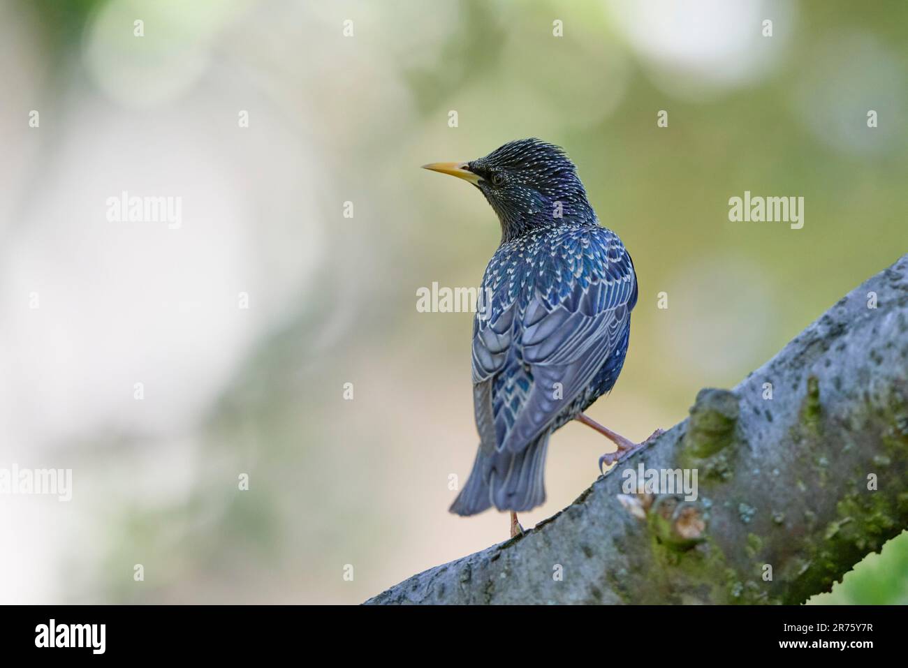 Splendid plumage hi-res stock photography and images - Alamy