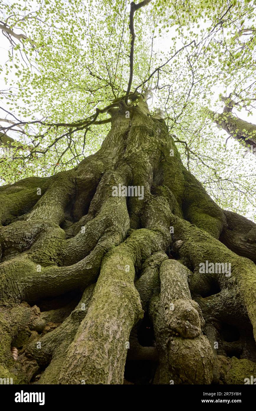 Tree, Beech, Roots, Braid Stock Photo - Alamy