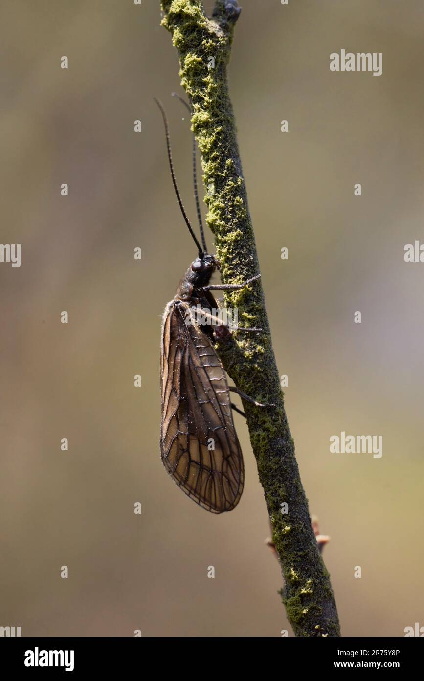 Common alderfly, Sialis lutaria Stock Photo - Alamy