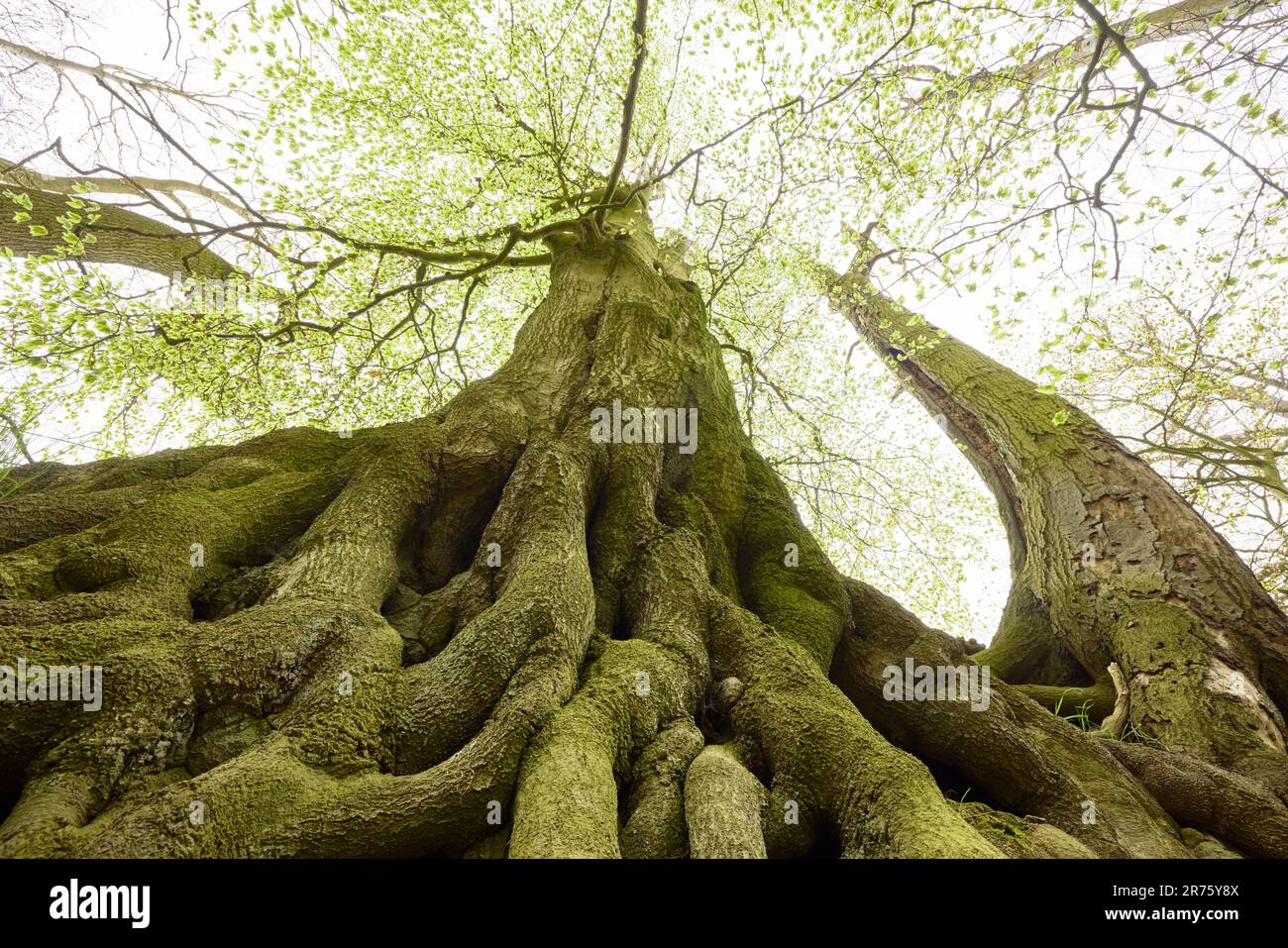 Beech wide angle hi-res stock photography and images - Alamy