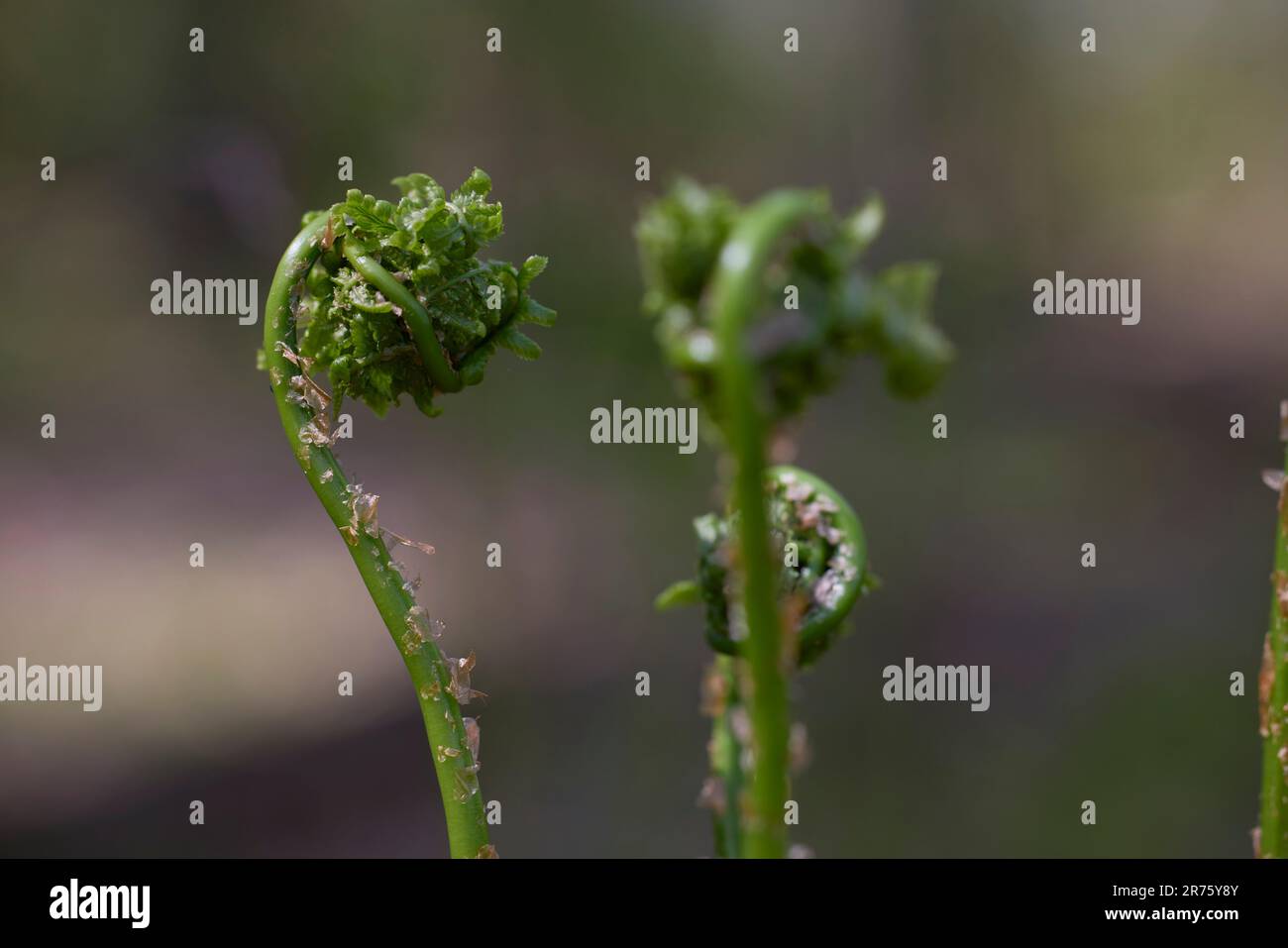 Unroll me hi-res stock photography and images - Alamy