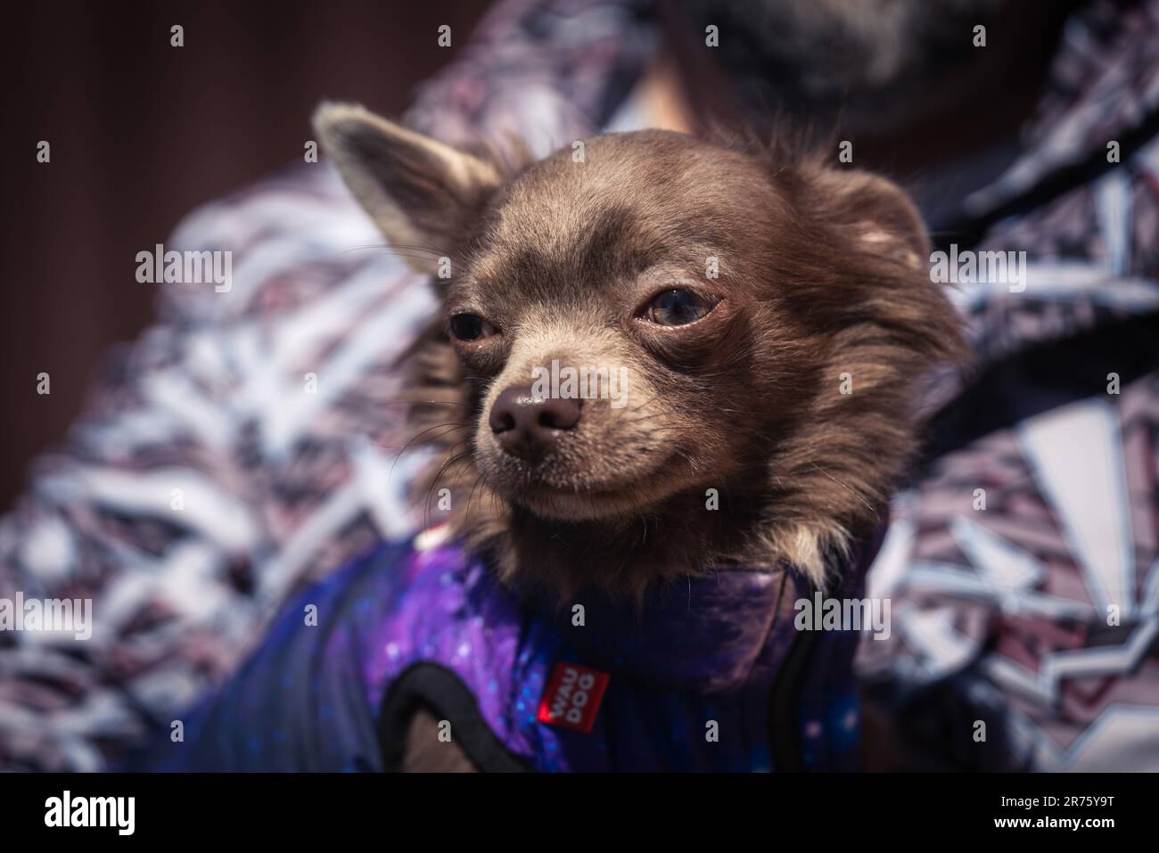 Lilac cute longhair chiwawa puppy - closeup photography Stock Photo - Alamy