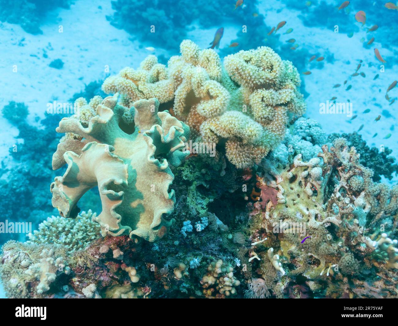 Organ Pipe Coral or Tubipora Musica at the bottom of the Red sea in ...