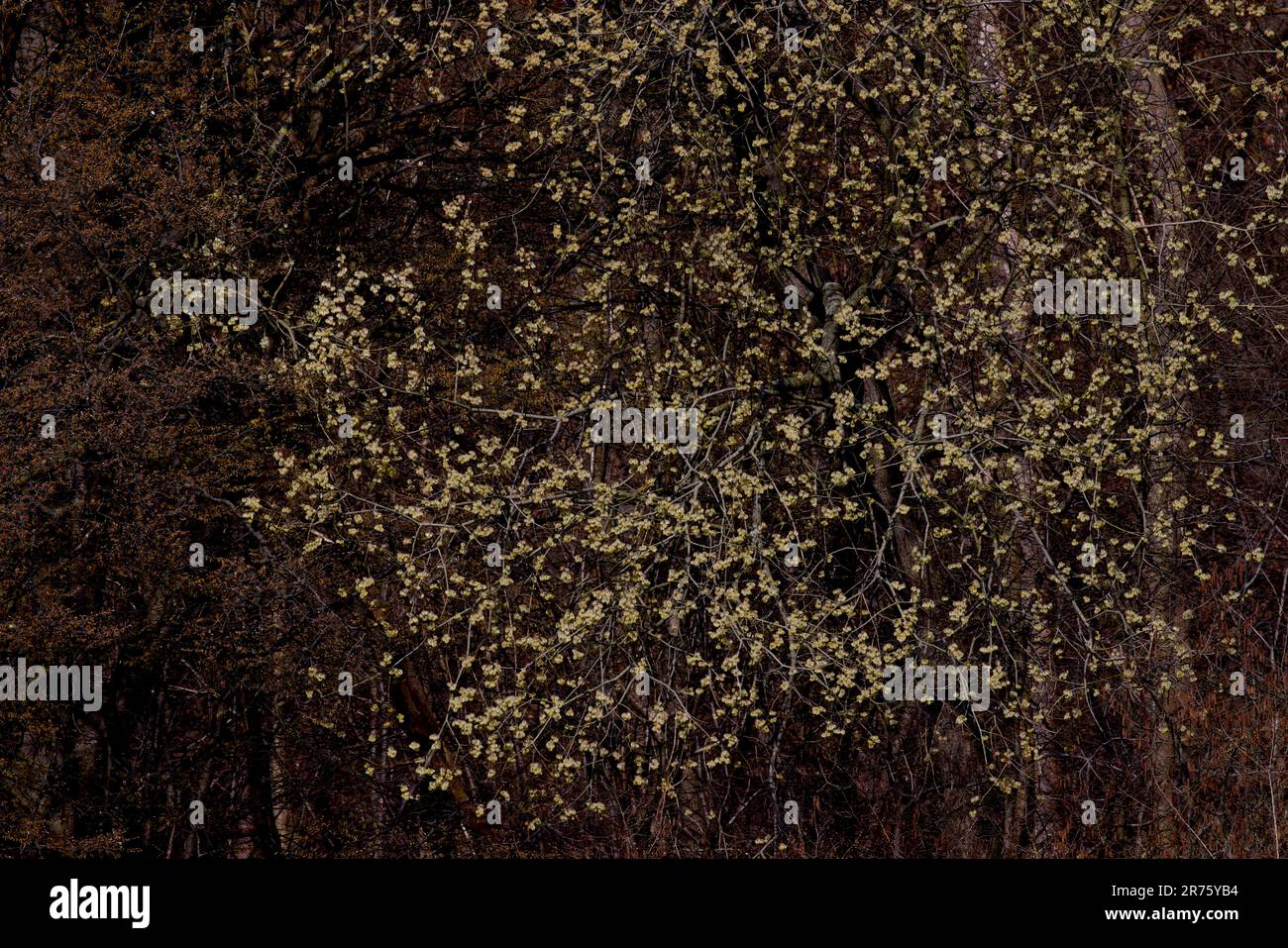 Willow, Willow catkin, Tree Stock Photo - Alamy