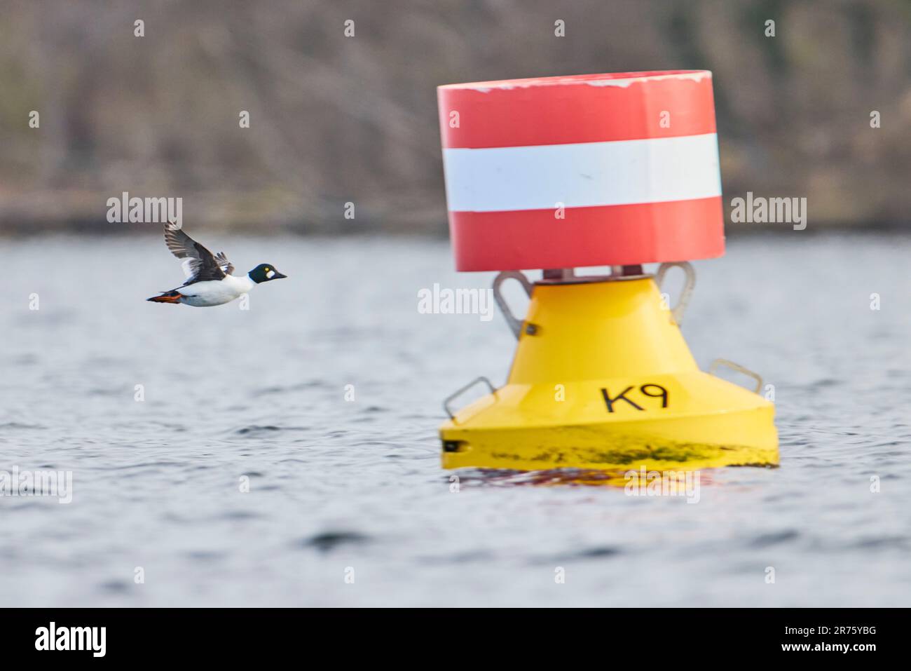 Common Goldeneye, Bucephala clangula, in flight, nature reserve, buoy ...