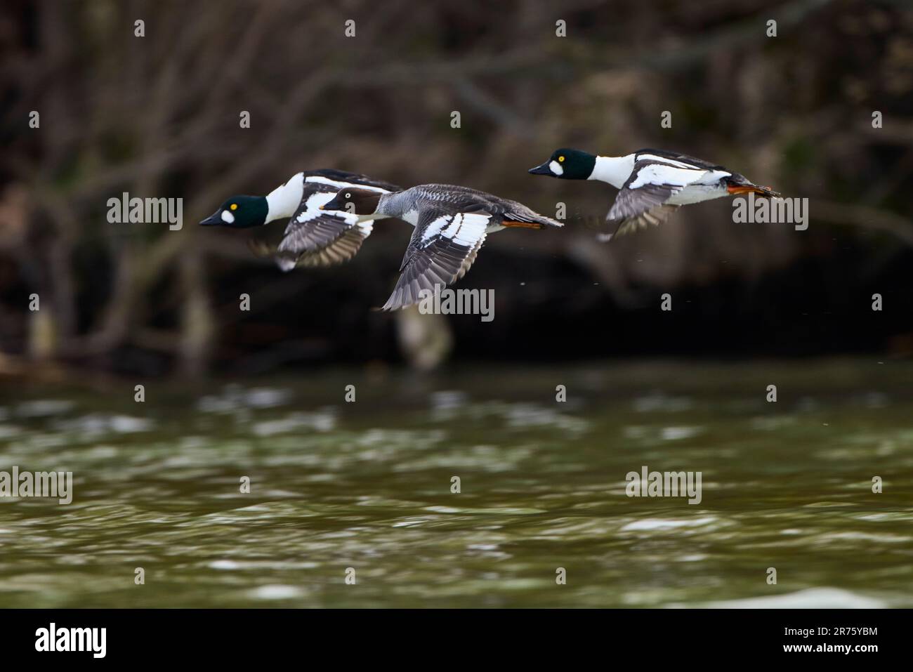 Common Goldeneye, Bucephala clangula, in flight Stock Photo - Alamy